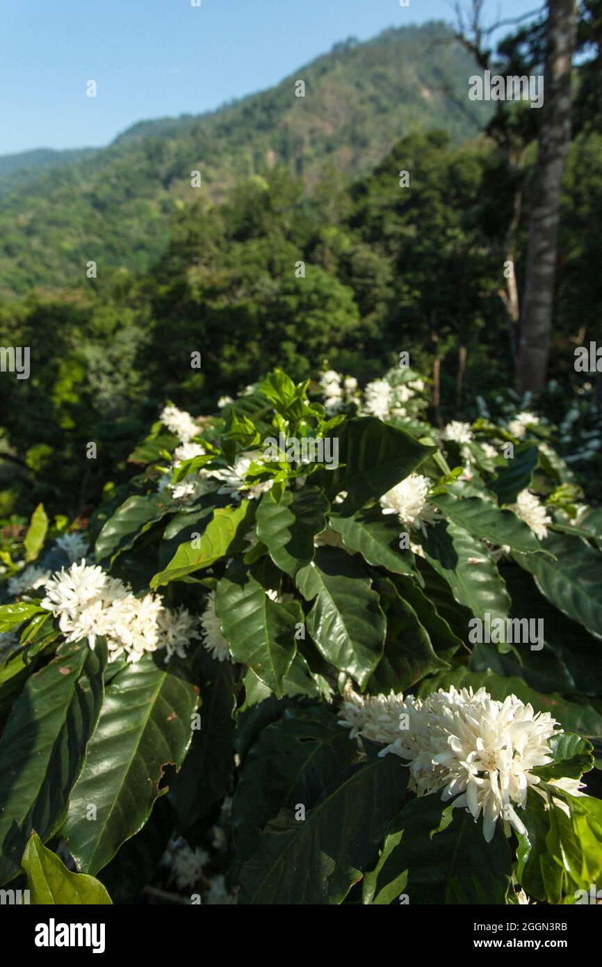 Detail of coffee plant flower (Coffea) blooming in the middle of coffee ...