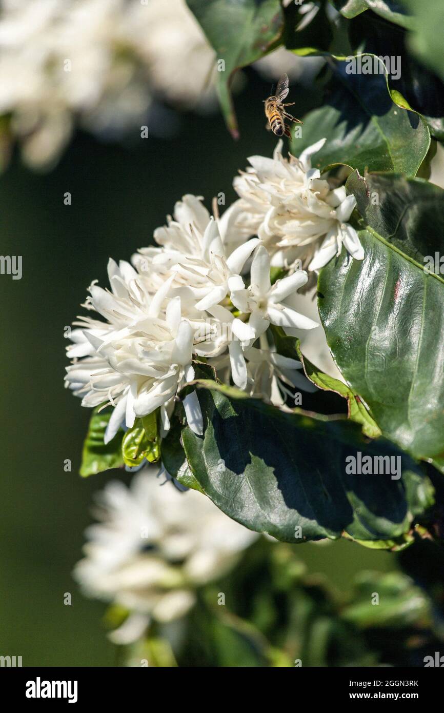 Detail of coffee plant flower (Coffea) blooming in the middle of coffee ...