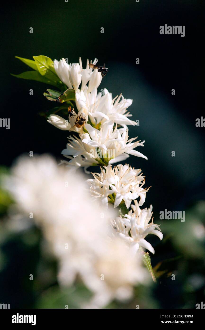 Detail of coffee plant flower (Coffea) blooming in the middle of coffee ...