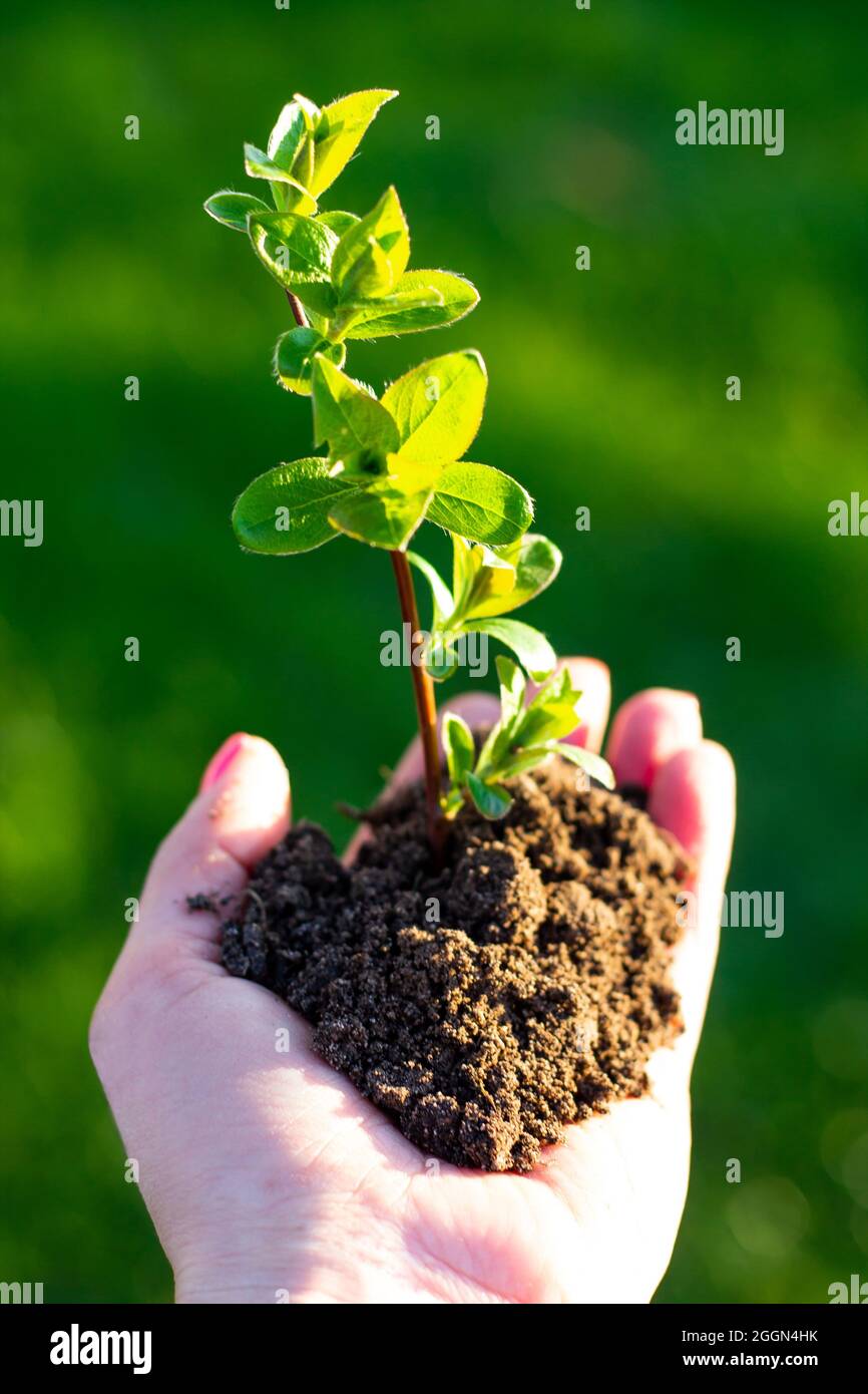 Earth Day. Sapling of a tree in a female hand on a background of grass ...