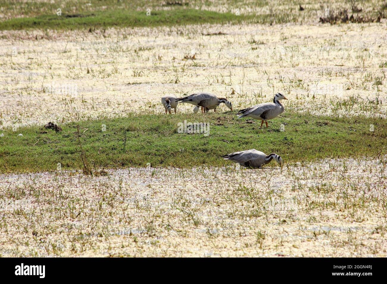 Beautiful shot of birds in the Keoladeo National Park in Bharatpur in ...