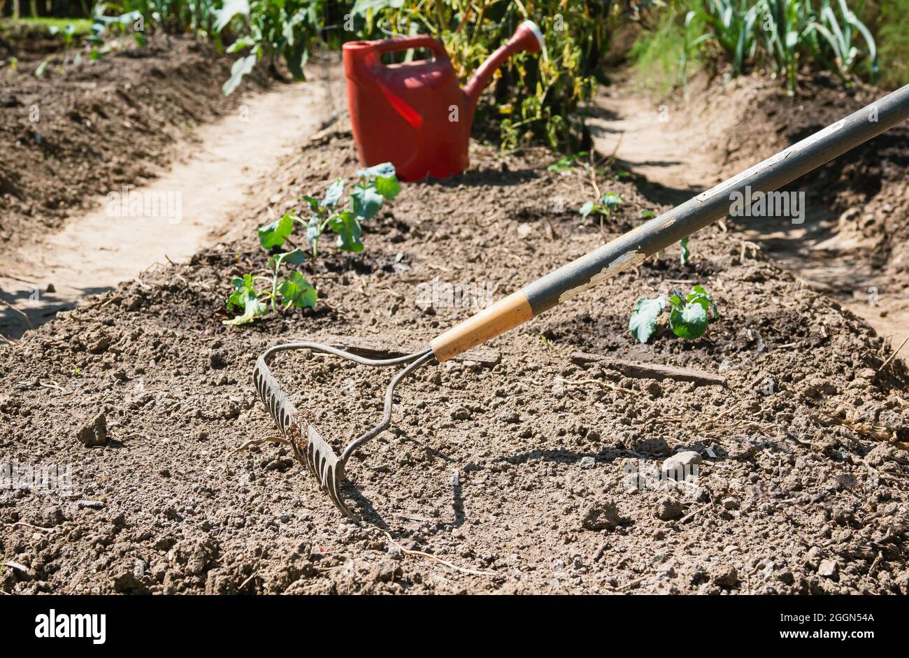 Rake and water bucket used in a small vegetable garden Stock Photo - Alamy