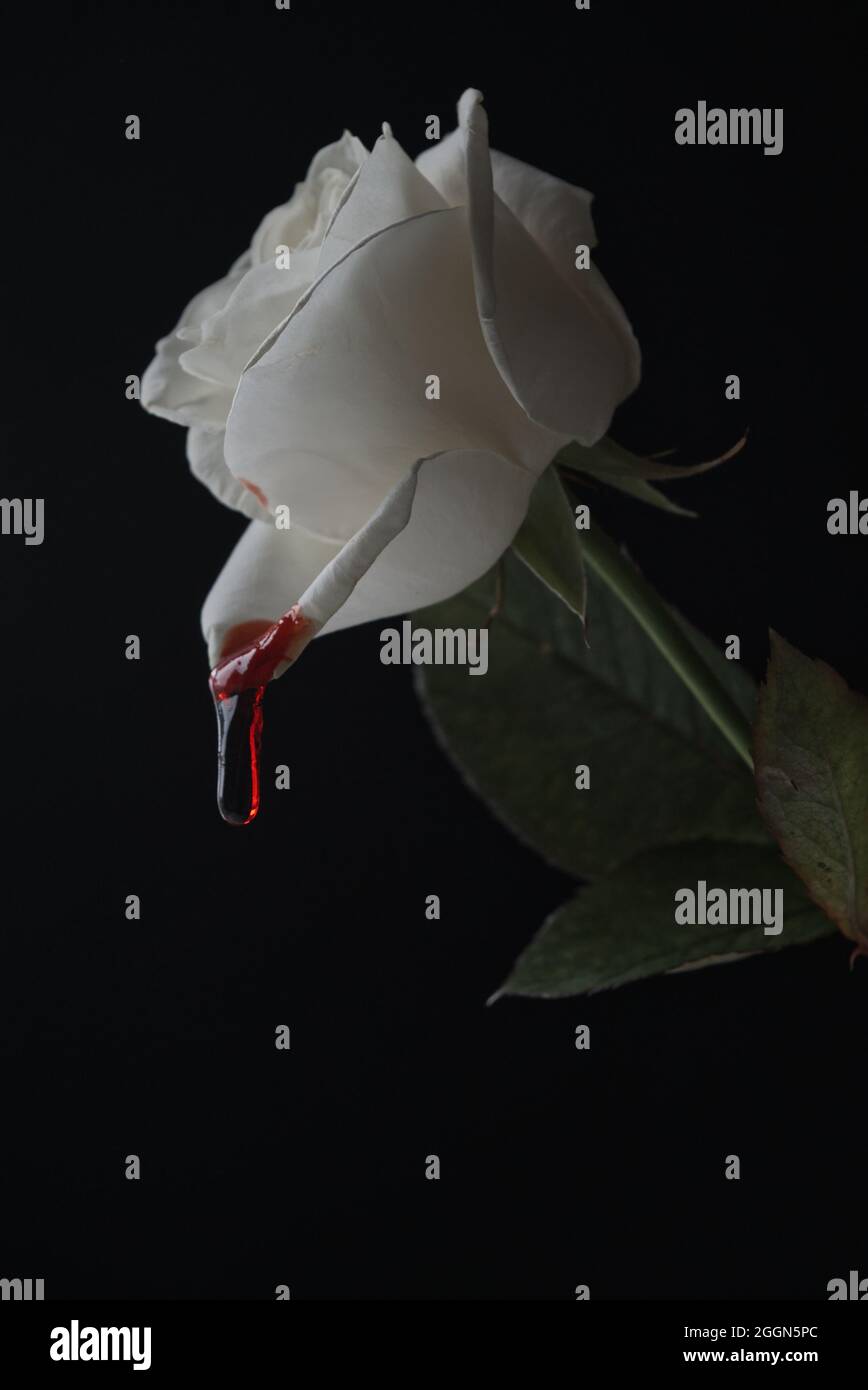 Rose With Single Petal Falling