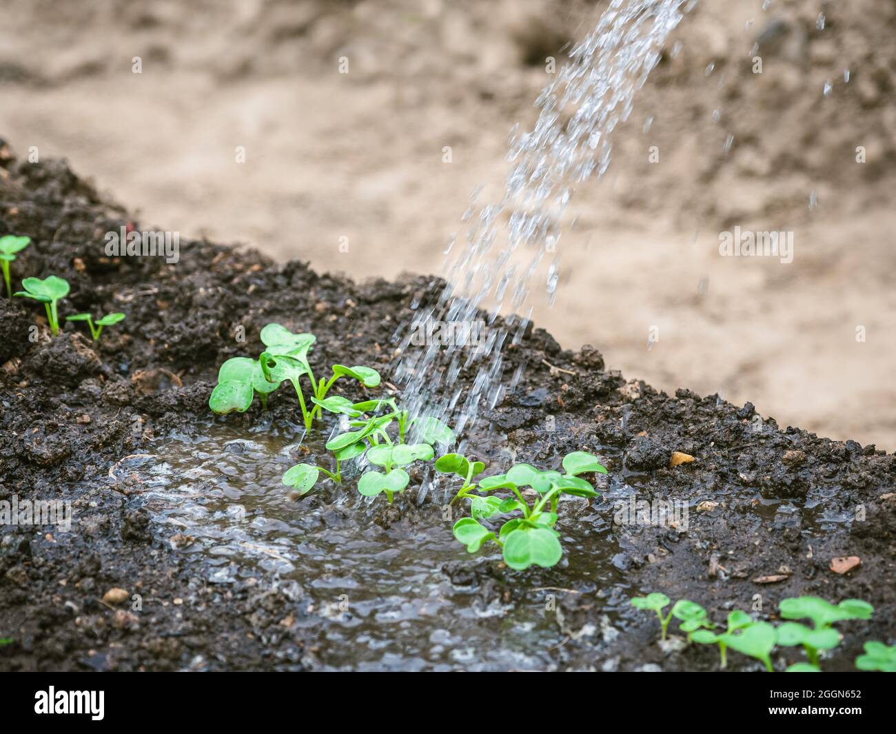 Turnip sprout hi-res stock photography and images - Alamy