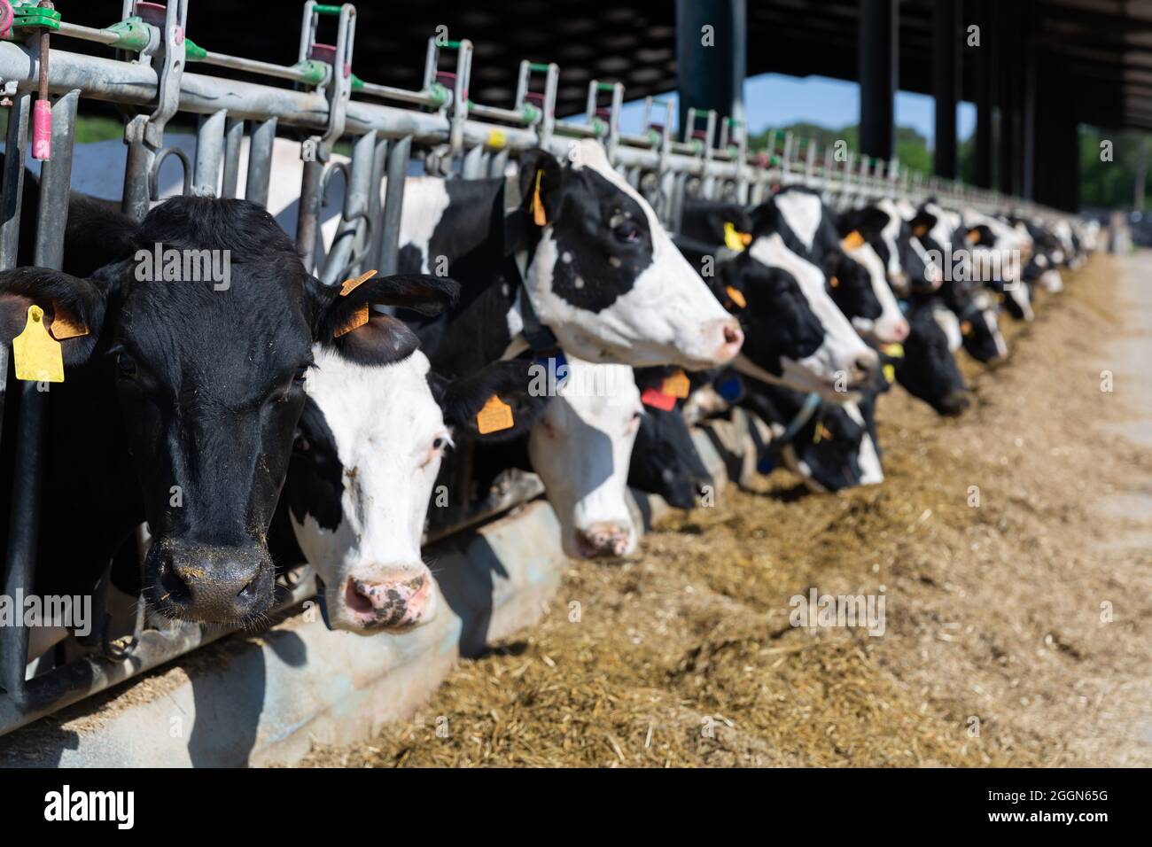 View of a livestock farm with cows in stalls Stock Photo - Alamy