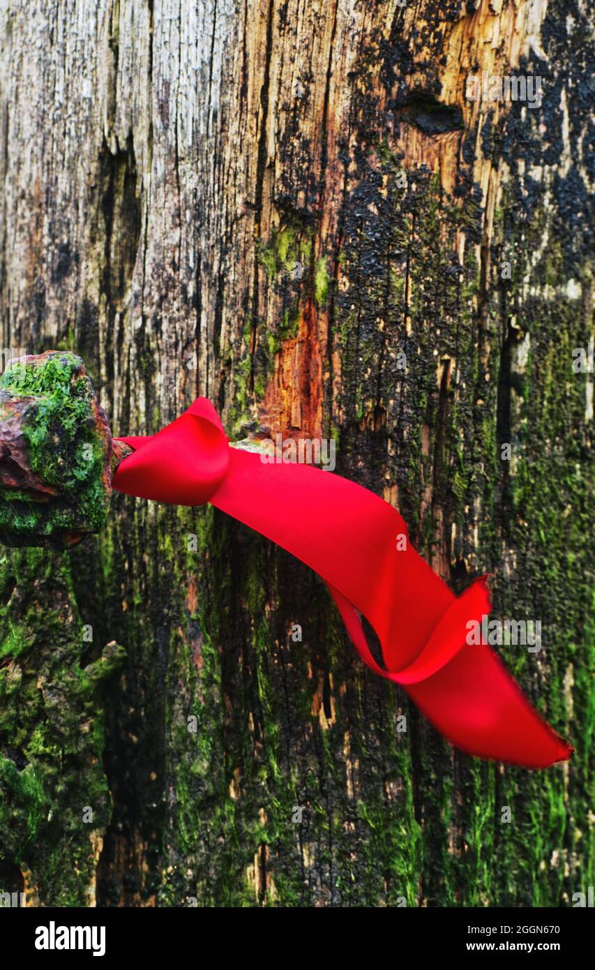 Red ribbon on a old wooden post by the sea, post with sea lichen on it ...