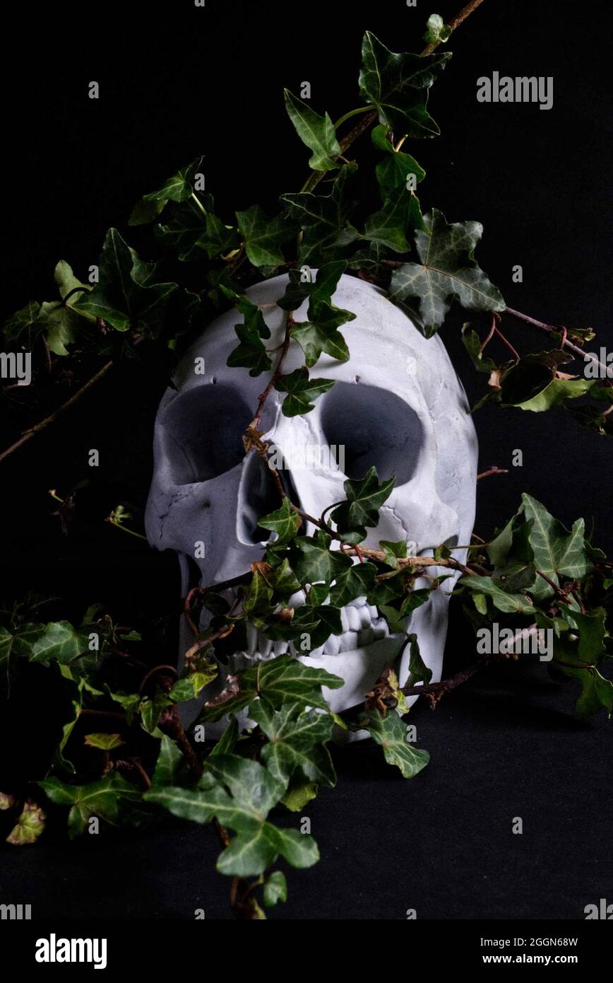 A replica human skull covered in ivy against a black background Stock ...