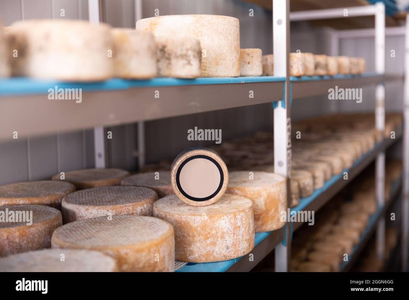 Matured cheese wheels on shelves in cheese dairy Stock Photo - Alamy