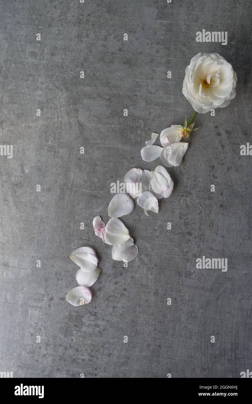 top view of white roses 1 whole 1 trailing lost petals over grey ...