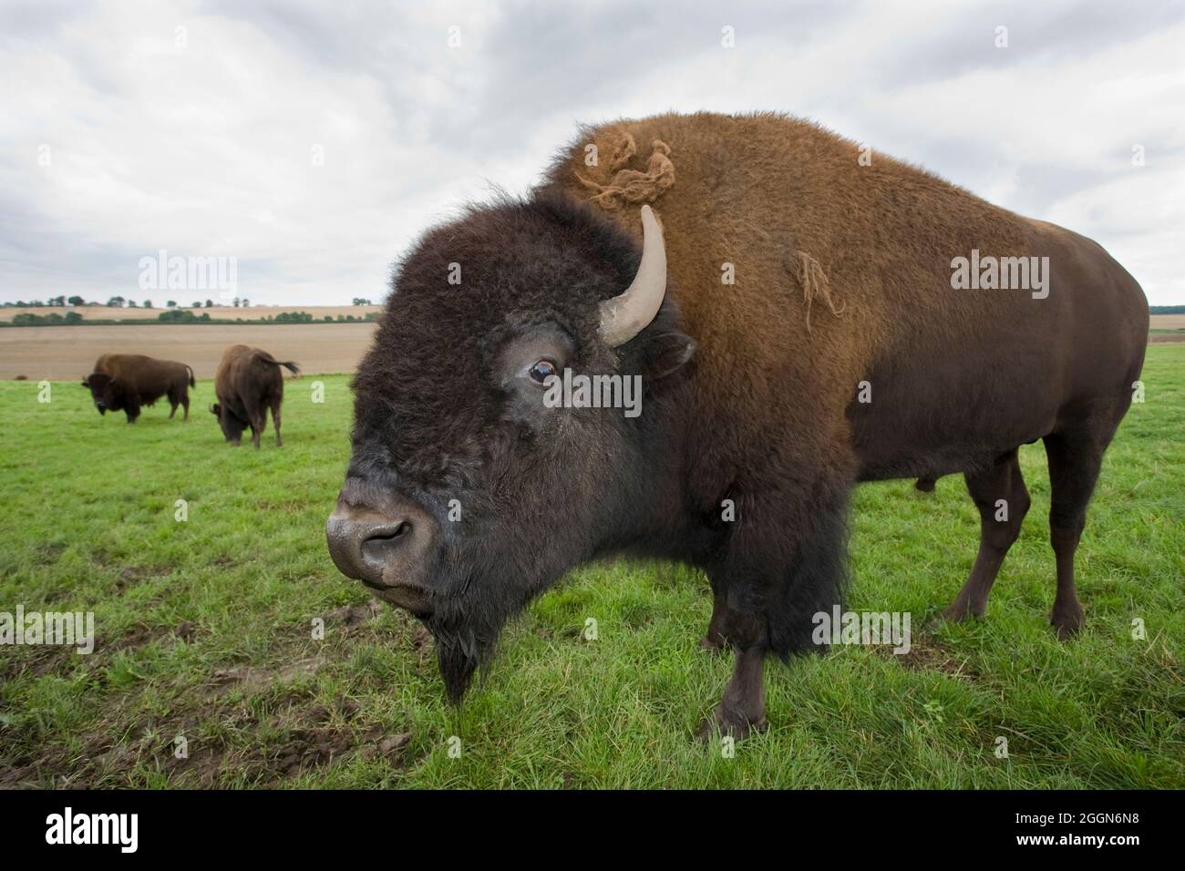 North American bison (Bison bison), Farnless Farm, Bishop Middleham ...