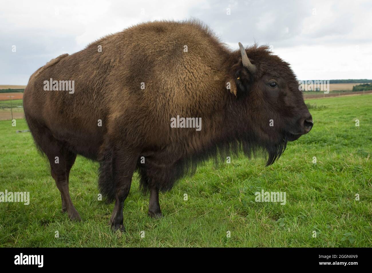 North american bison hi-res stock photography and images - Alamy