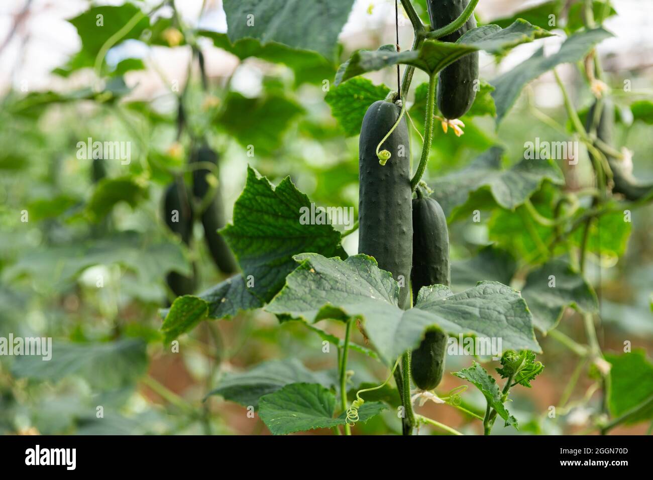 Organic cucumbers cultivation. Closeup of fresh green vegetables ...