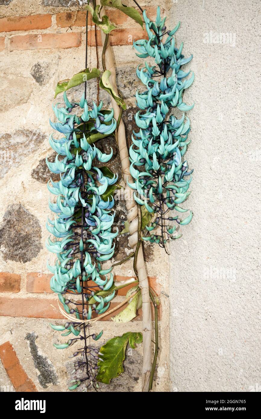 Jade or Emerald vine flower (Strongylodon macrobotrys) in Guatemala ...