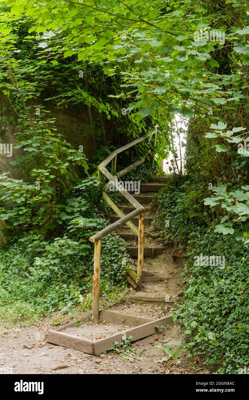 Old rustic steps leading up through woodland, Spetisbury, Dorset ...
