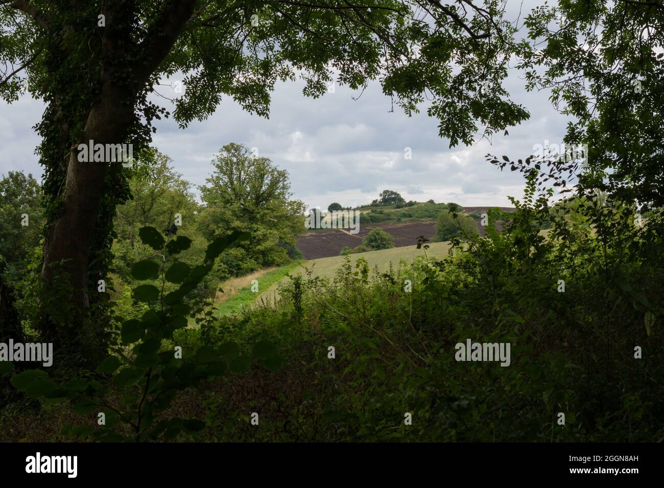 View of countryside through trees, Spetisbury, Dorset, England Stock ...