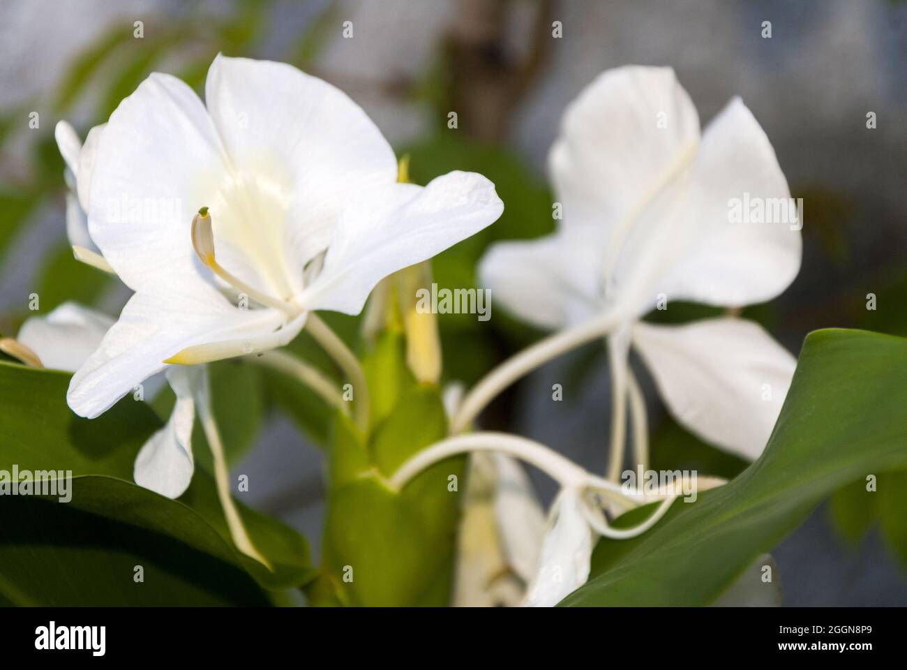 Very aromatic white flower, Hedychium coronarium, called butterfly, is ...
