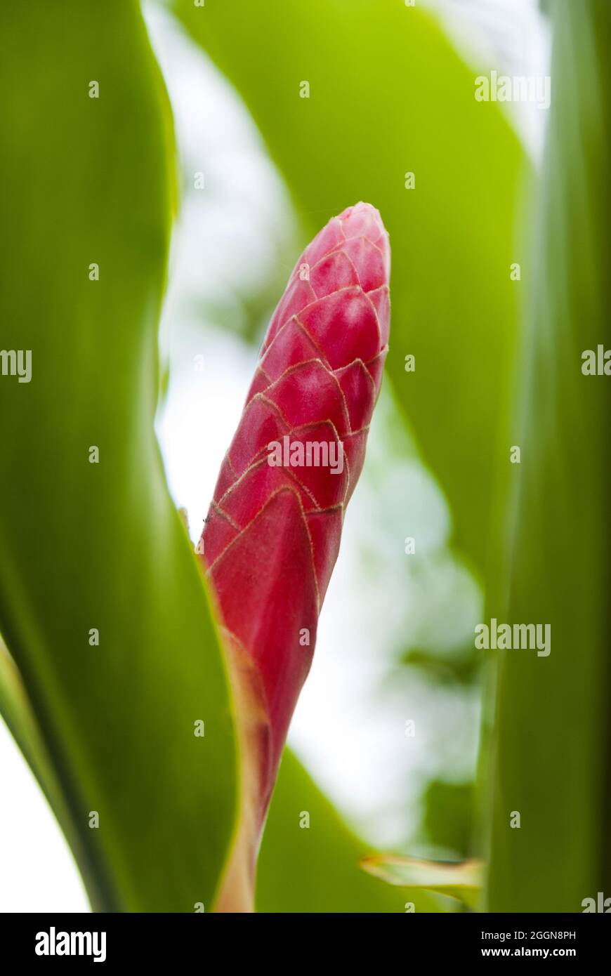 Tropical Patio Plants. Red Ginger. alpinia purpurata in Guatemala Stock ...