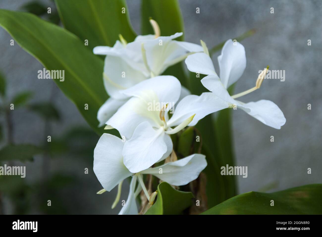Very aromatic white flower, Hedychium coronarium, called butterfly, is ...