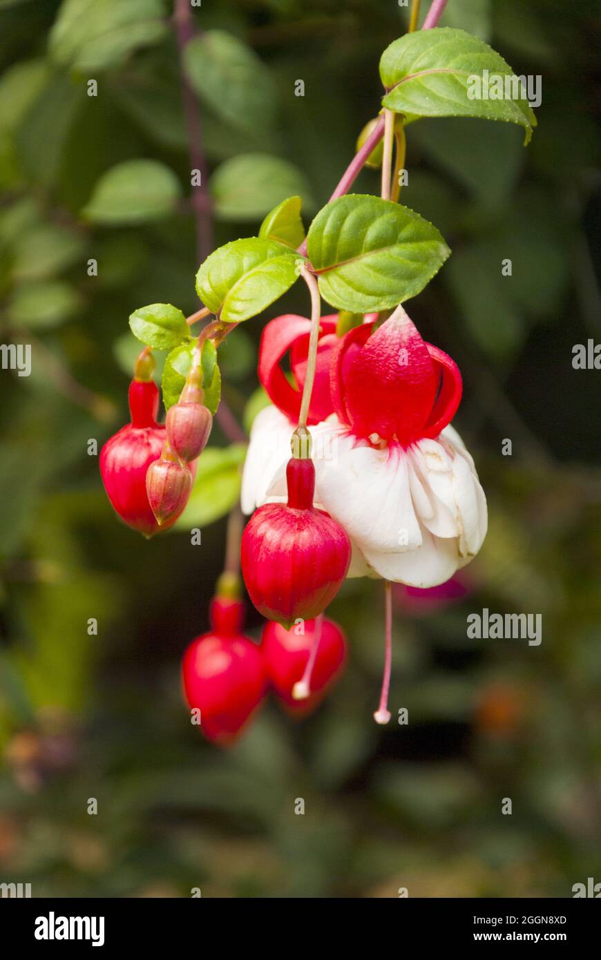 Romantic fuchsia image hi-res stock photography and images - Alamy