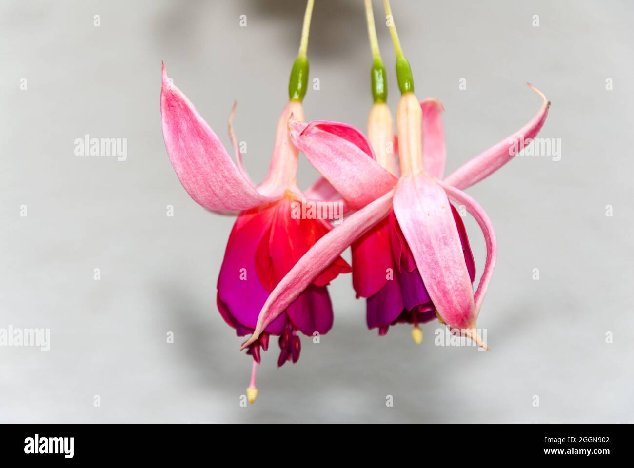 Romantic fuchsia image hi-res stock photography and images - Alamy