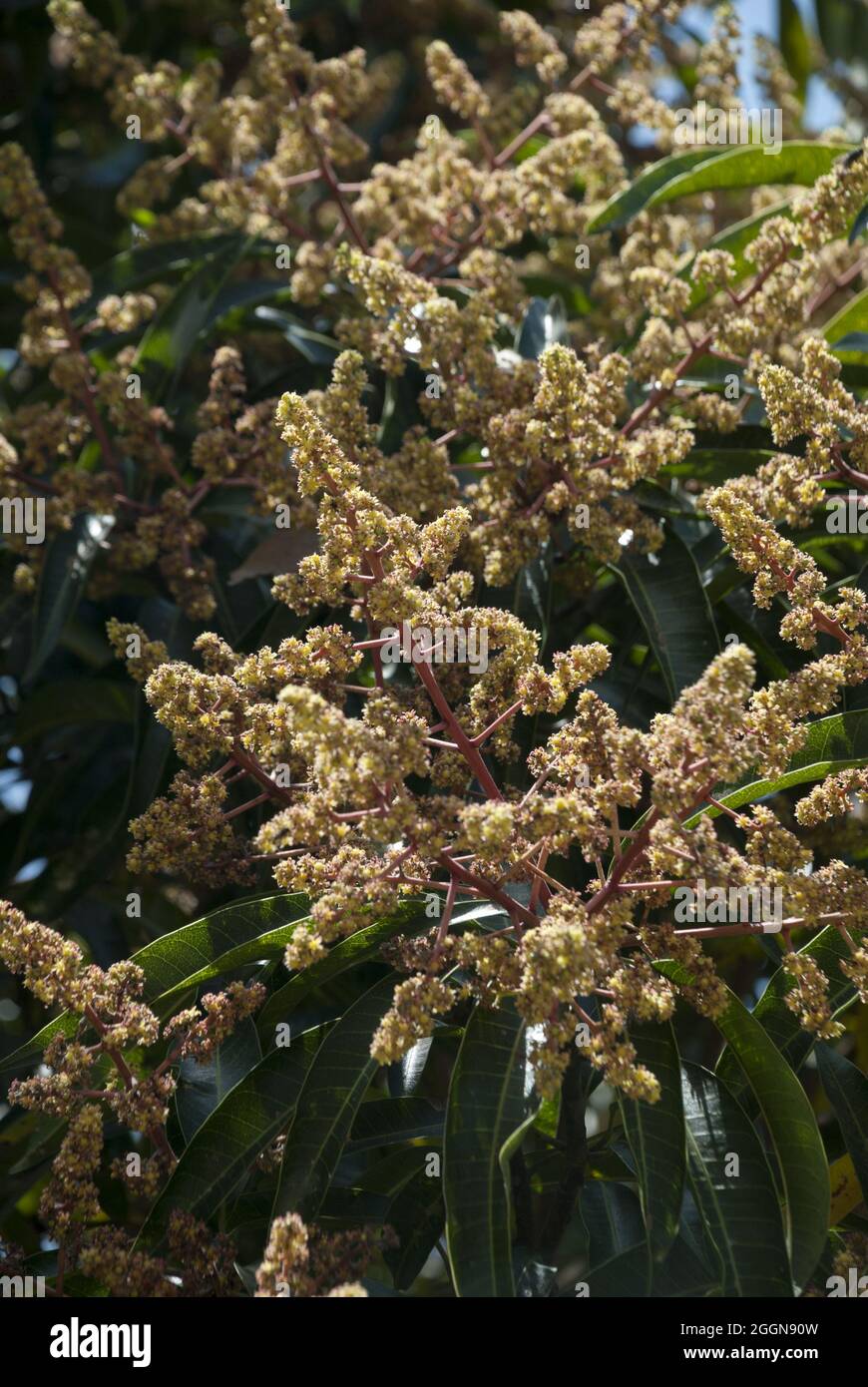 Mango buds hi-res stock photography and images - Alamy