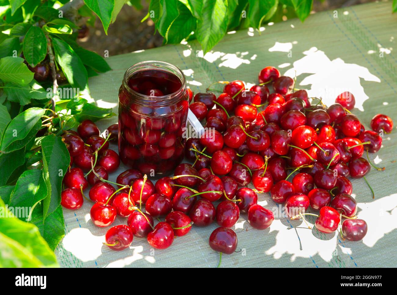 Harvested and preserved sweet cherry in garden Stock Photo - Alamy
