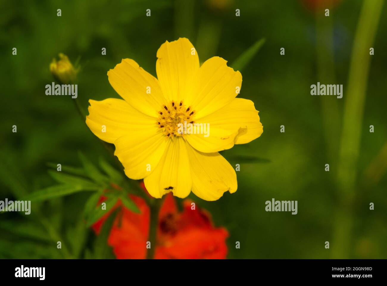 Cosmos flower in Guatemala, tropical and bee Stock Photo - Alamy