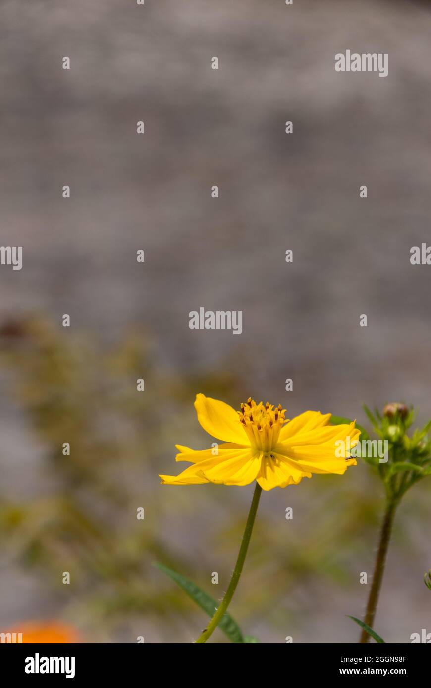 Cosmos flower in Guatemala, tropical and bee Stock Photo - Alamy