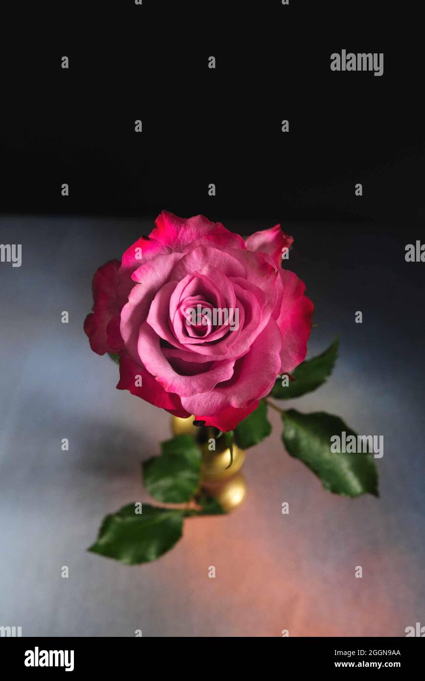 still life picture of red rose from above, in brass vase on pattern ...