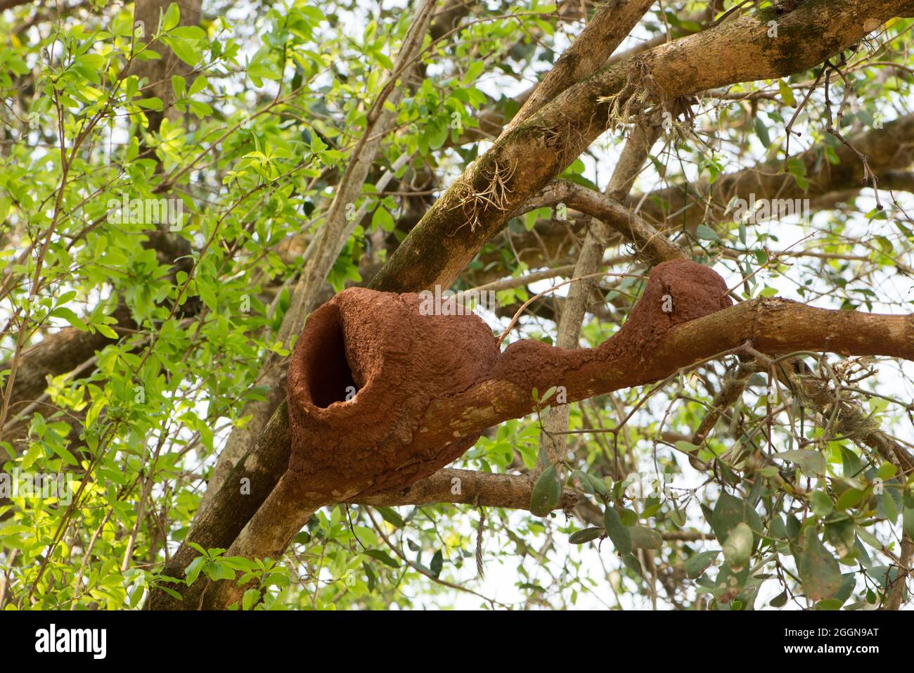 nest of bird made of clay Stock Photo - Alamy