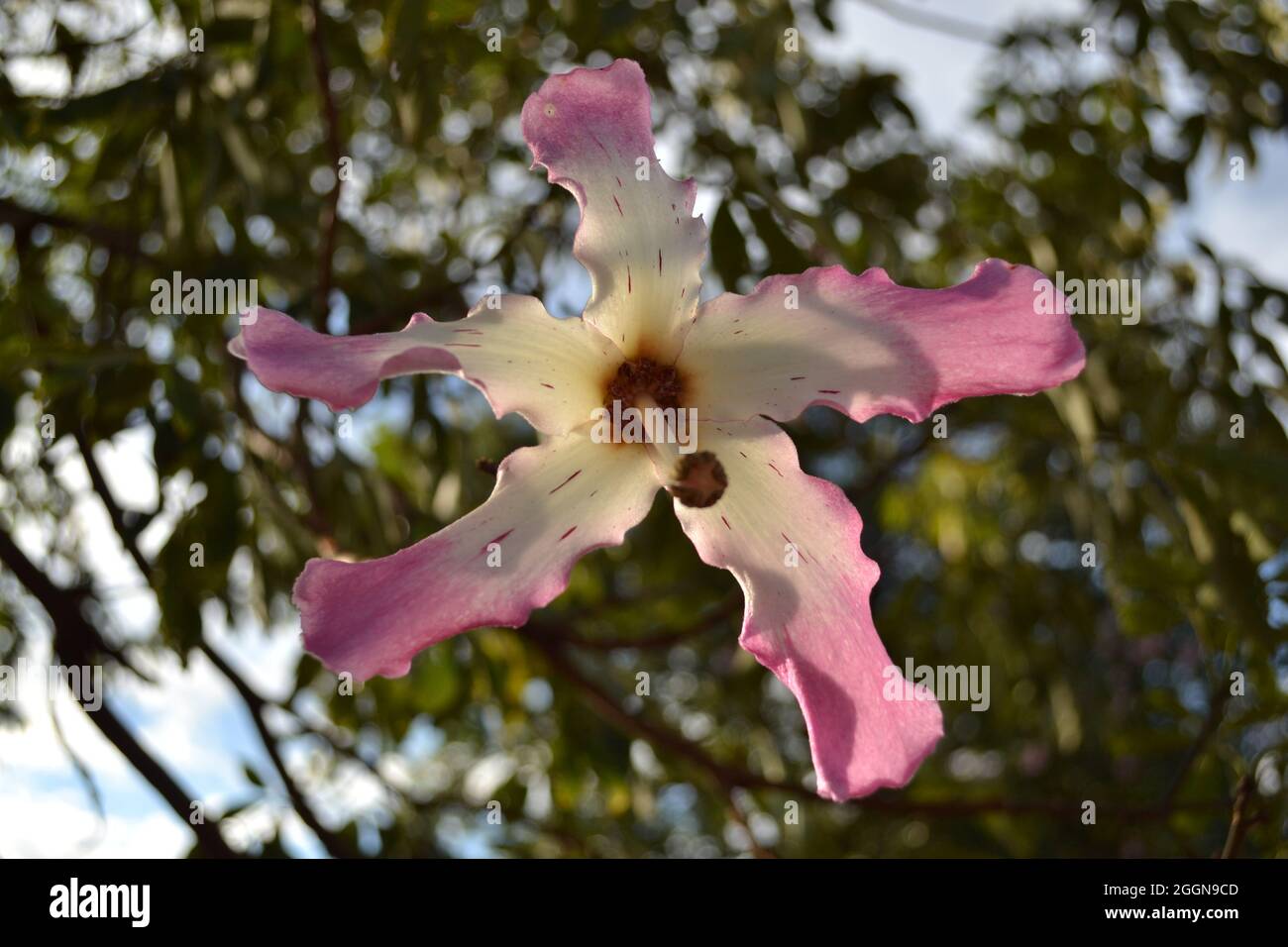 beautiful flower of tree known as paineira Stock Photo - Alamy