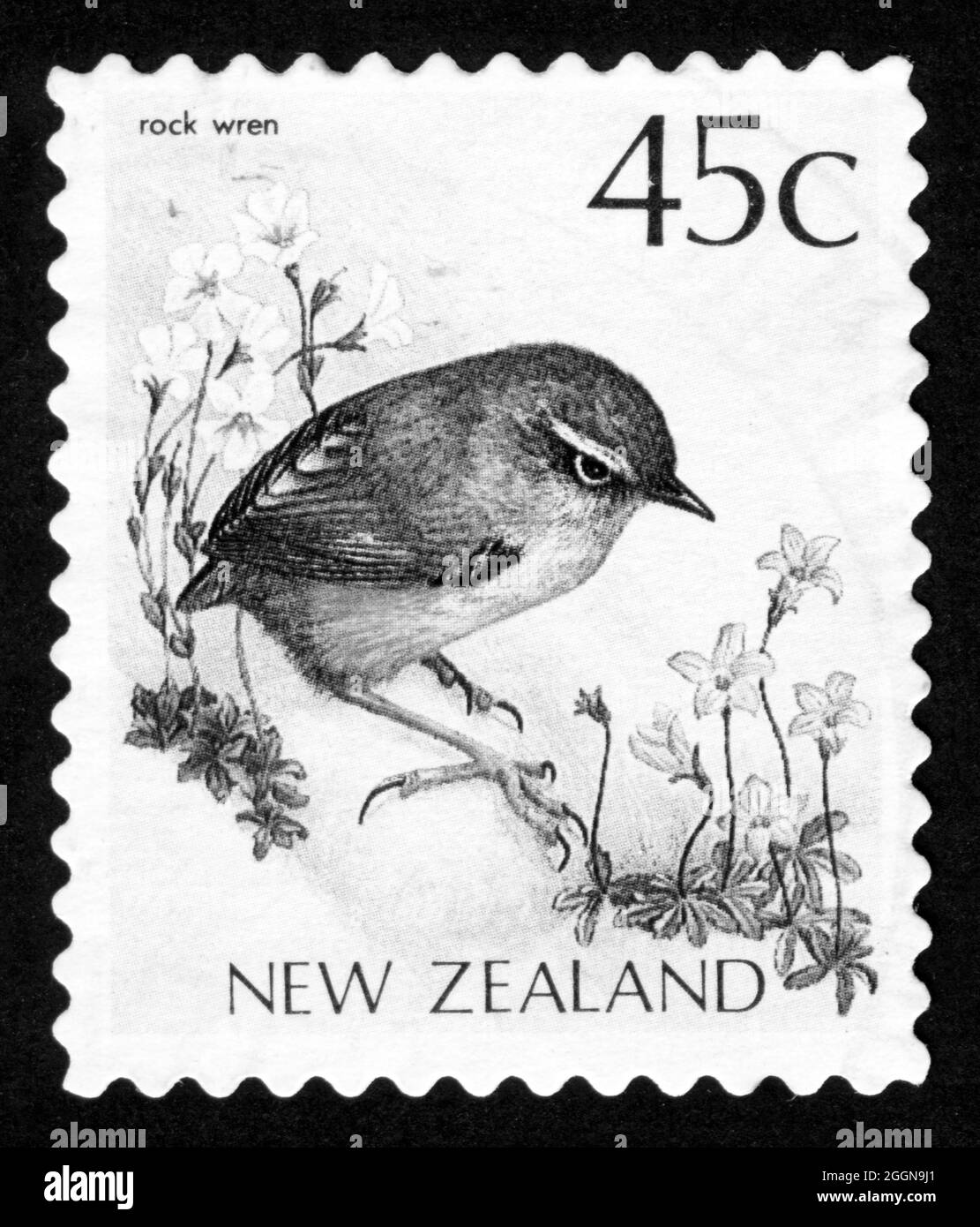 New Zealand Rock Wren High Resolution Stock Photography and Images - Alamy