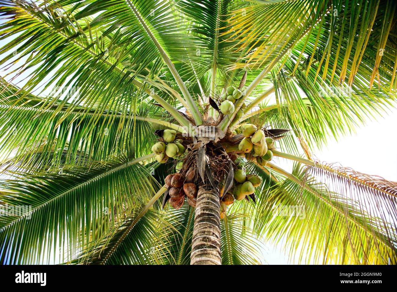 several coconuts in a coconut tree Stock Photo - Alamy