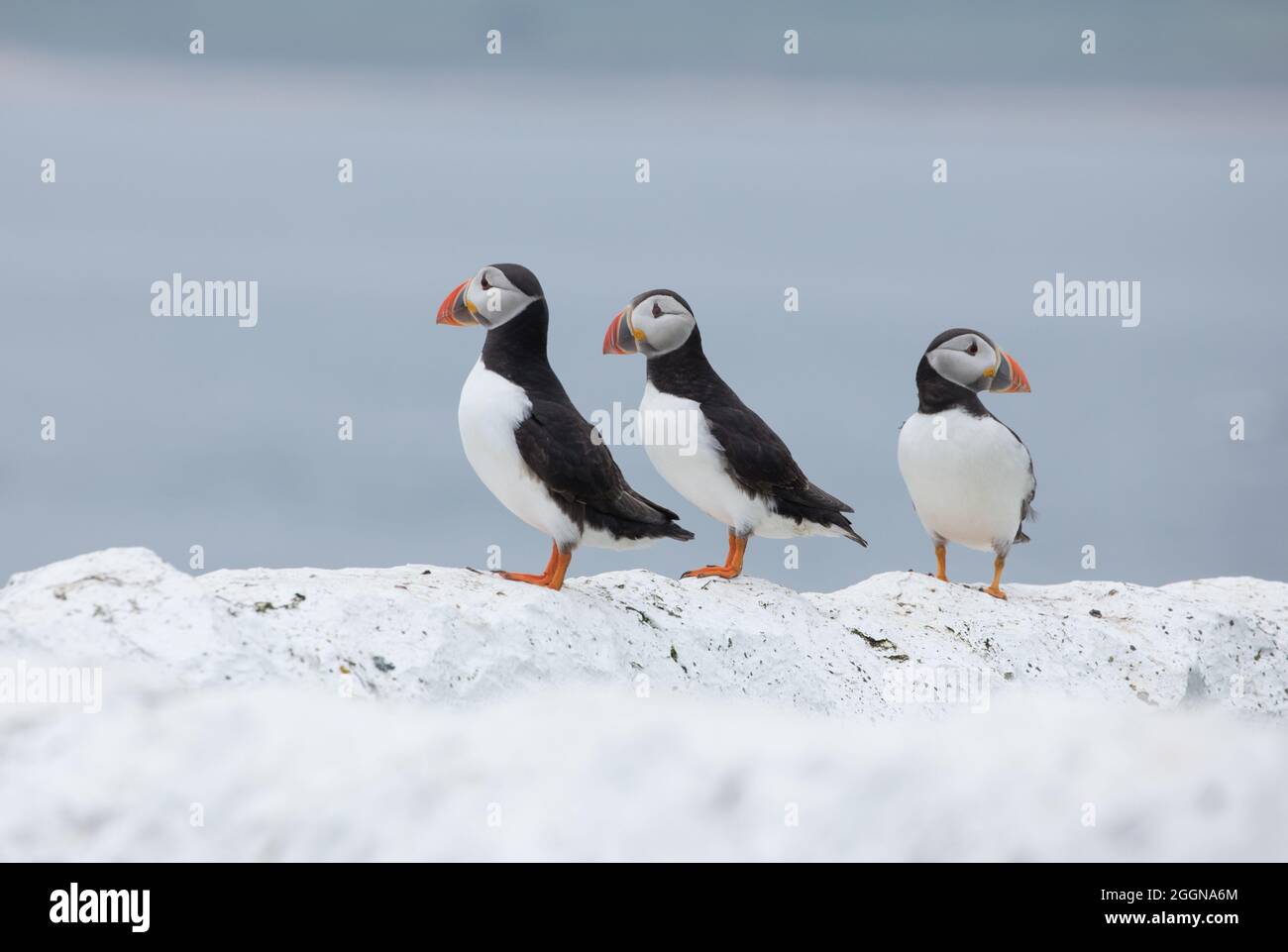 British puffins hi-res stock photography and images - Alamy