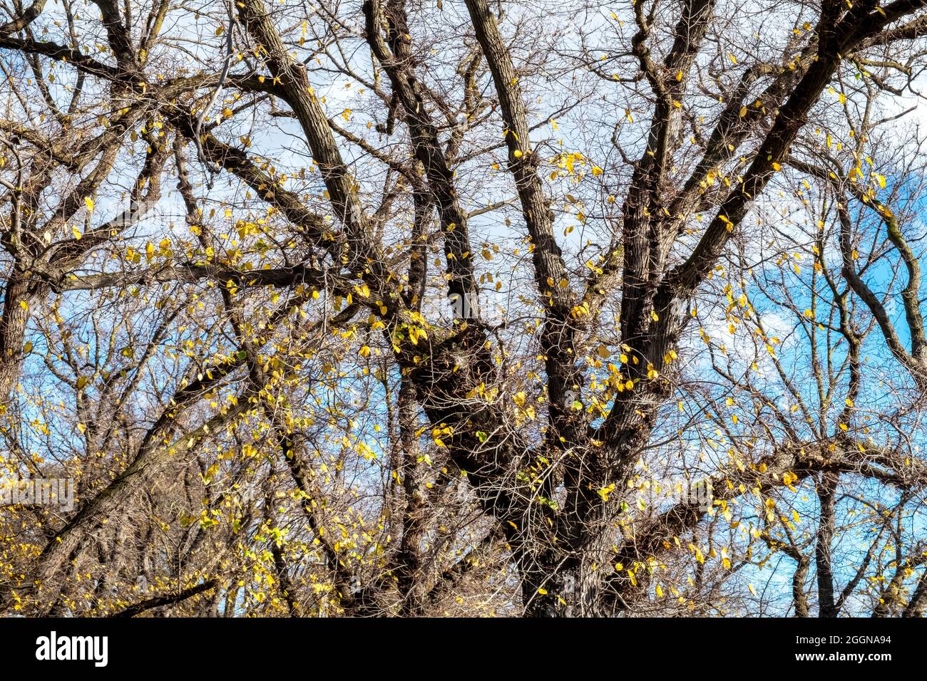 English elm field hi-res stock photography and images - Alamy