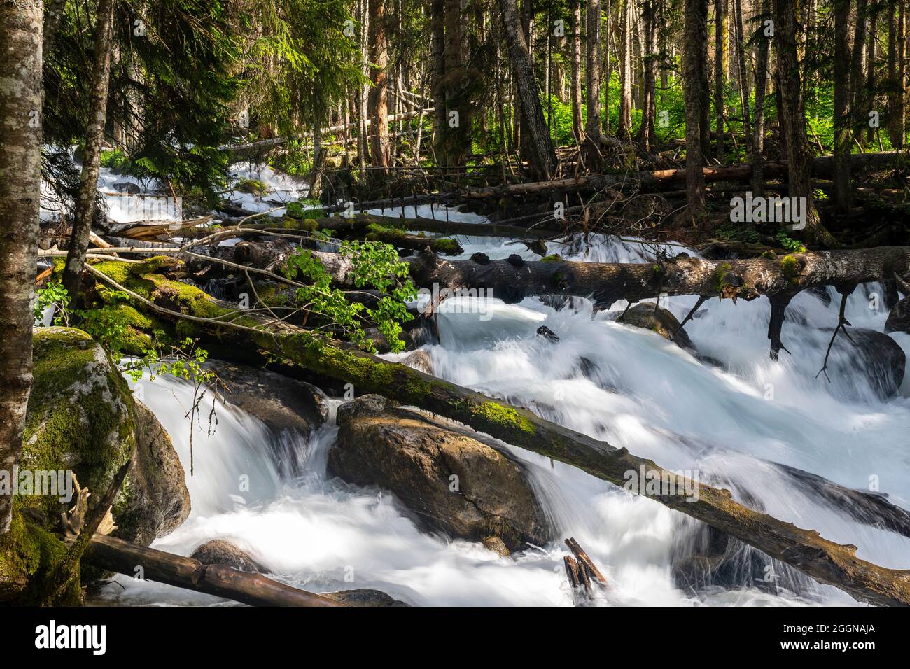 Tree covered moss fallen river hi-res stock photography and images - Alamy
