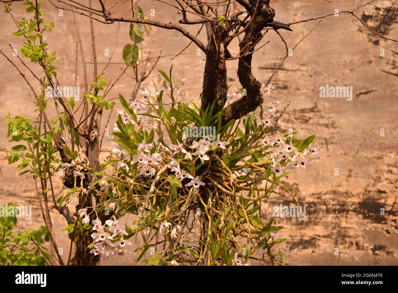 Orchids on tree branch Stock Photo - Alamy