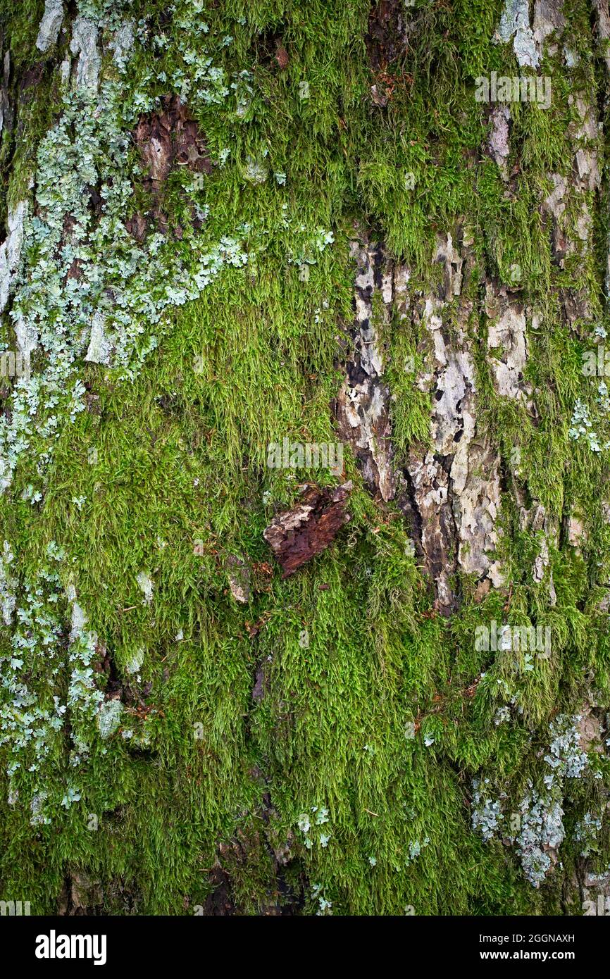 Pry Tree Bark High Resolution Stock Photography and Images - Alamy