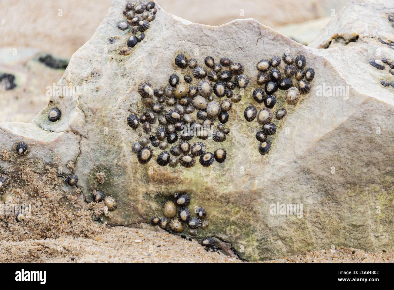 Several common limpets stuck on a beach rock Stock Photo - Alamy