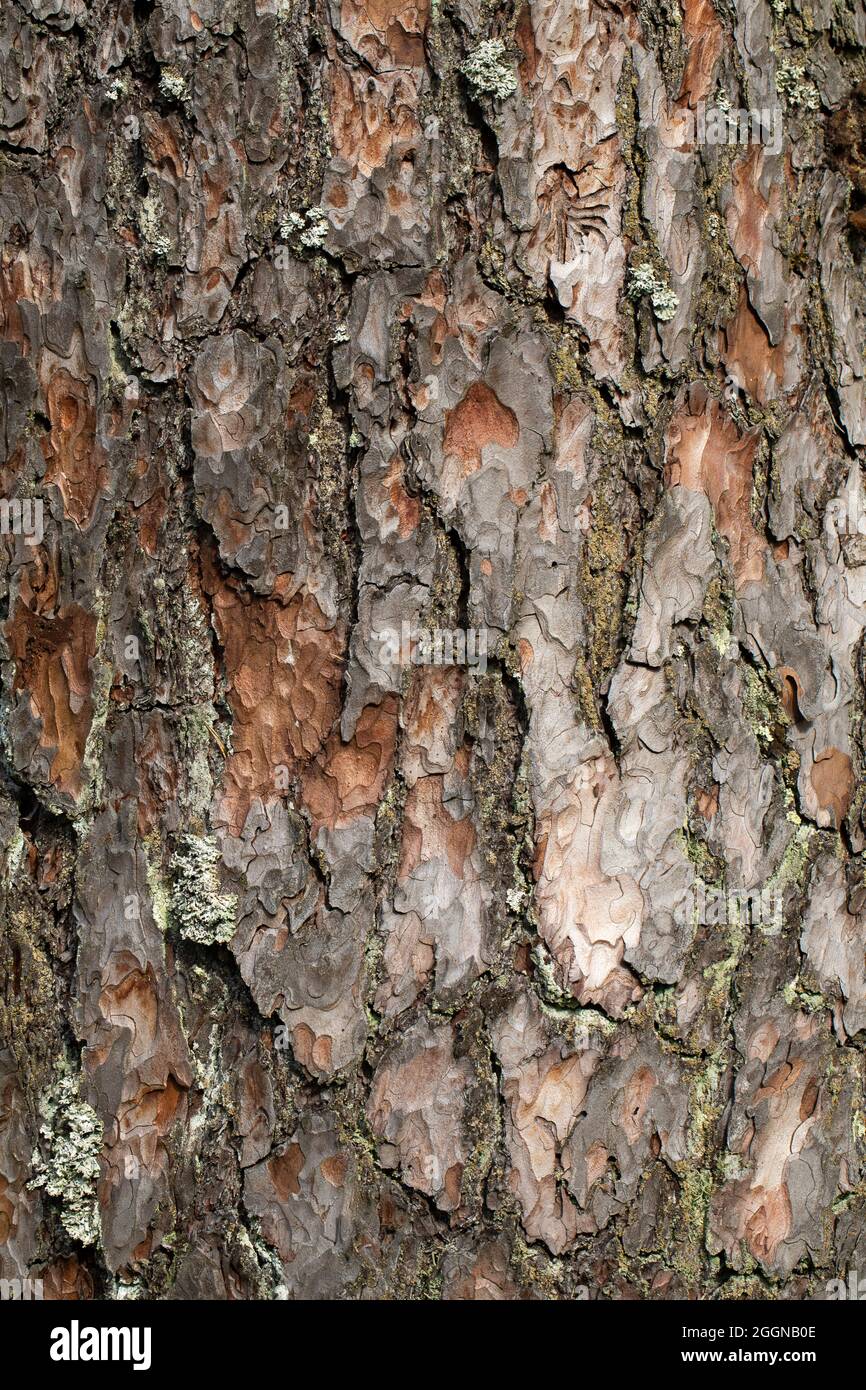 Pine tree bark texture Stock Photo - Alamy