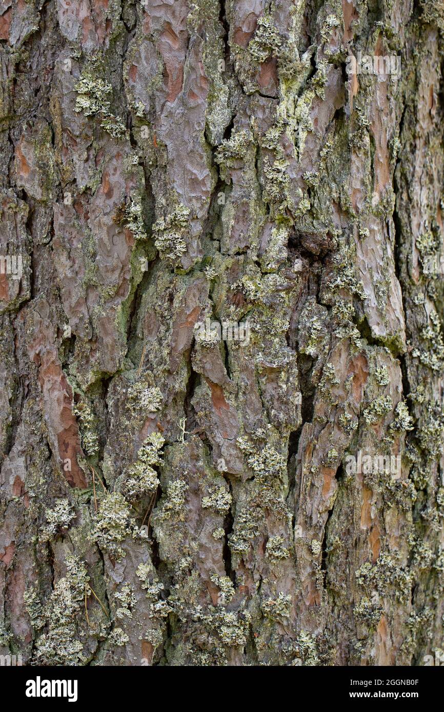 Pine tree bark texture Stock Photo - Alamy