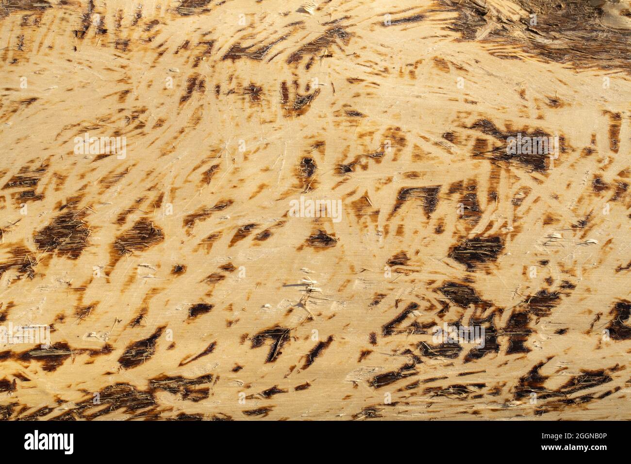 Elm tree bark hi-res stock photography and images - Alamy