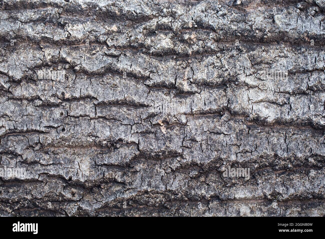 Elm tree bark hi-res stock photography and images - Alamy