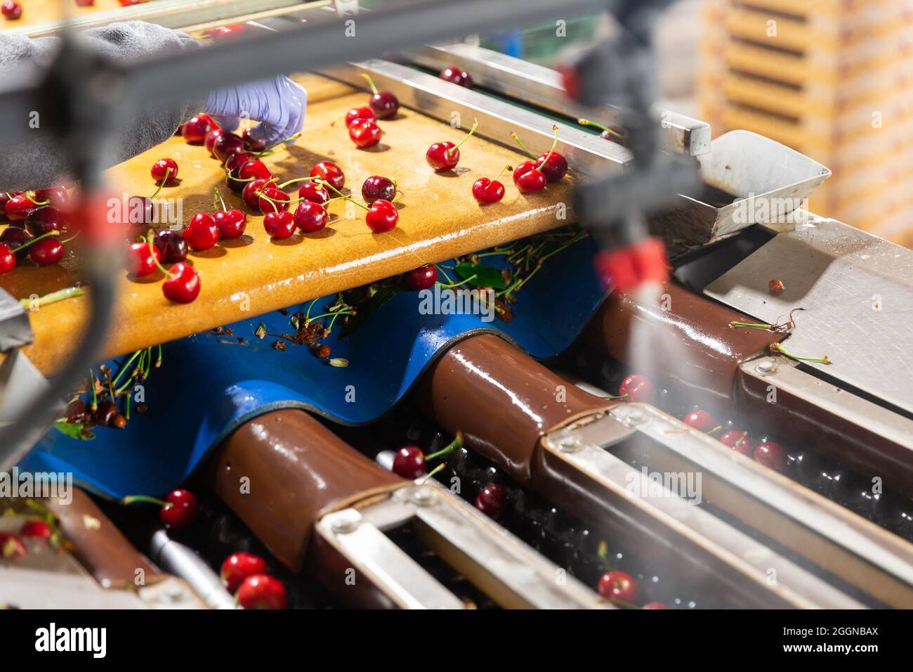 Selecting and sorting berries Stock Photo - Alamy