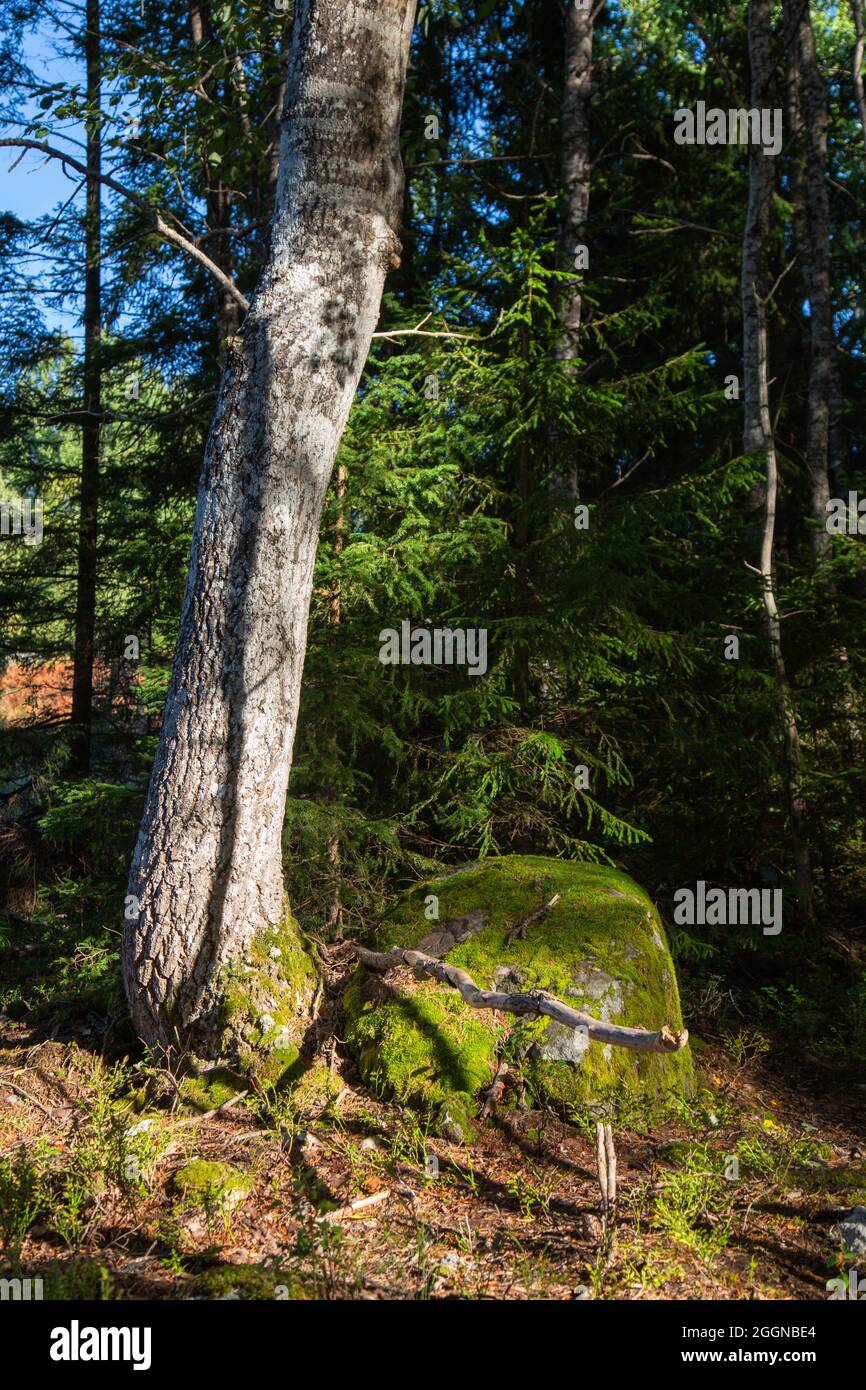 Scandinavian forest hi-res stock photography and images - Alamy