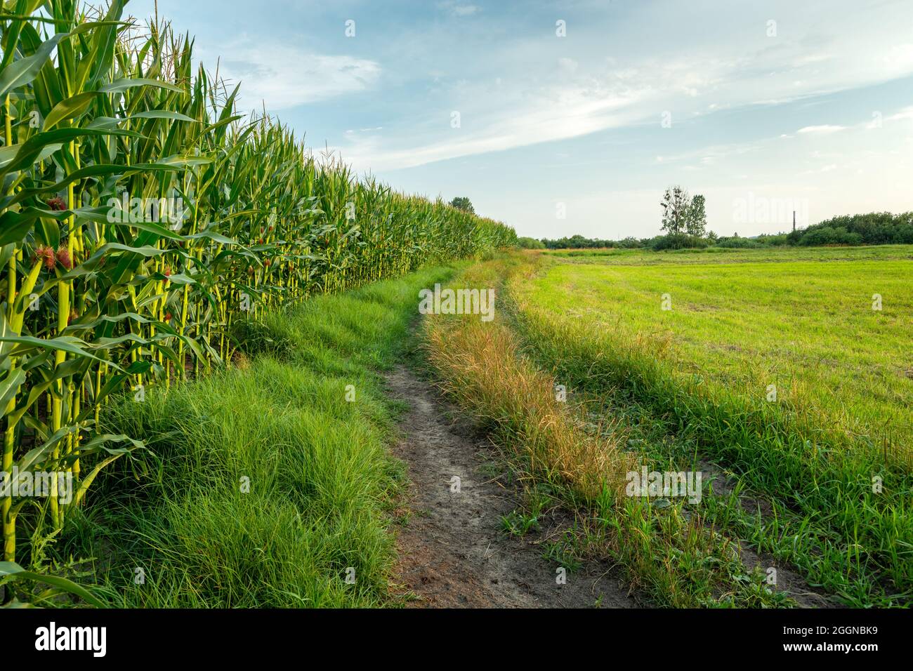 The corn field hi-res stock photography and images - Alamy