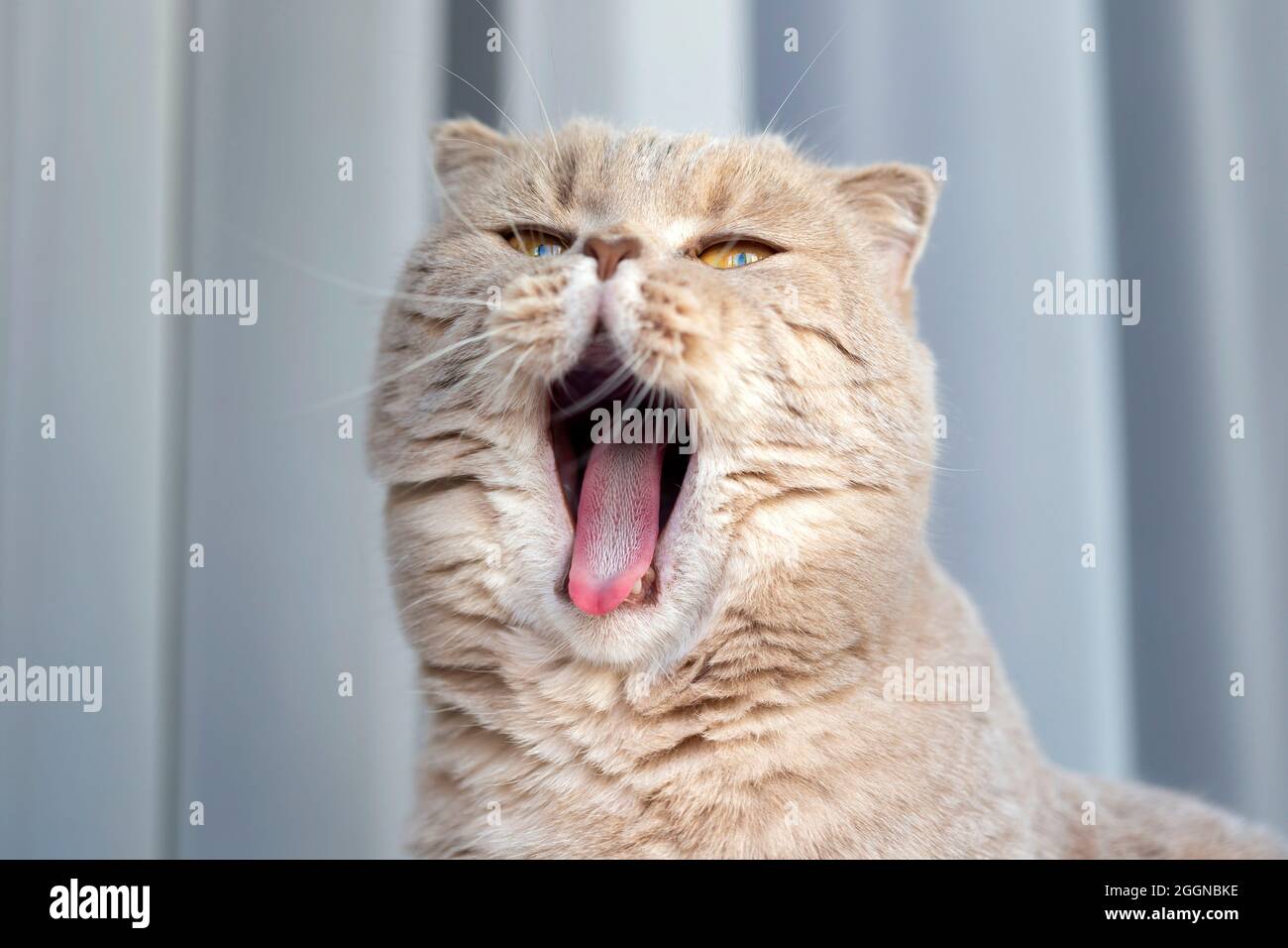 Cute scottish fold young female cat yawning at home Stock Photo - Alamy