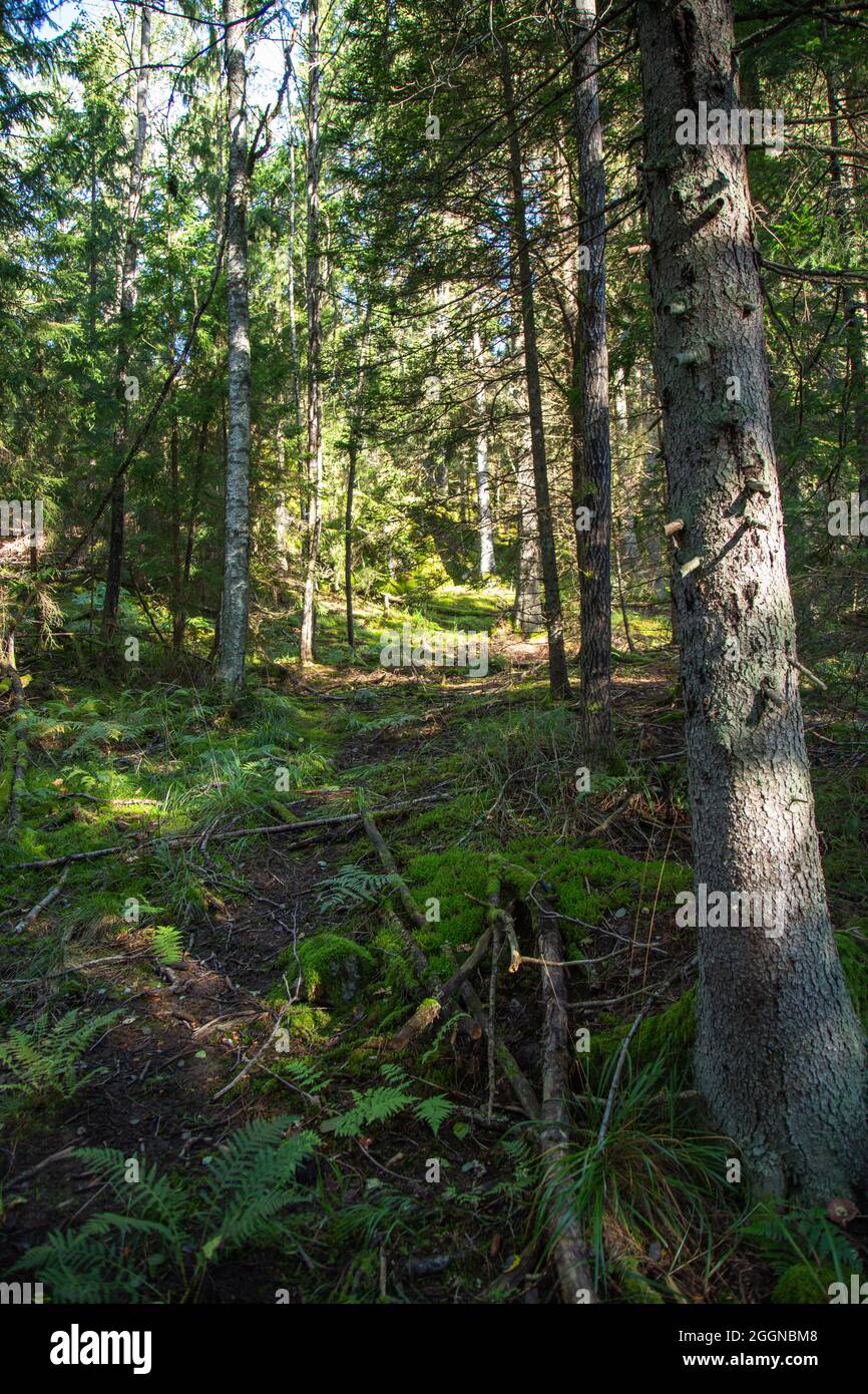 Scandinavian forest hi-res stock photography and images - Alamy
