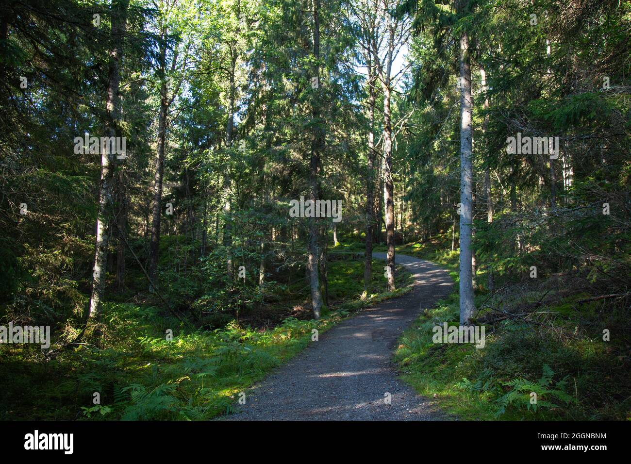 Scandinavian forest hi-res stock photography and images - Alamy