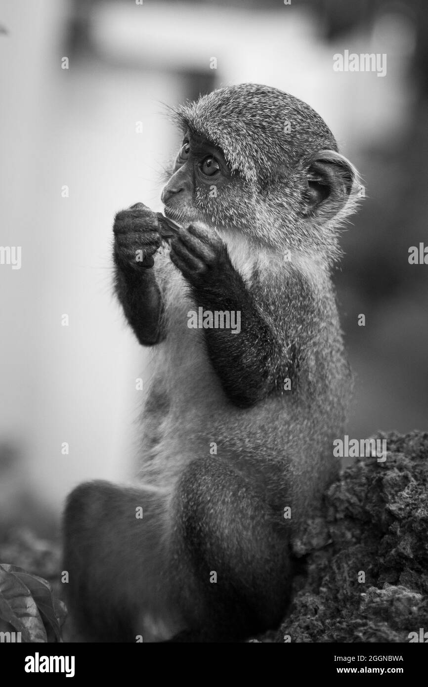 Grayscale shot of a cute monkey eating Stock Photo - Alamy